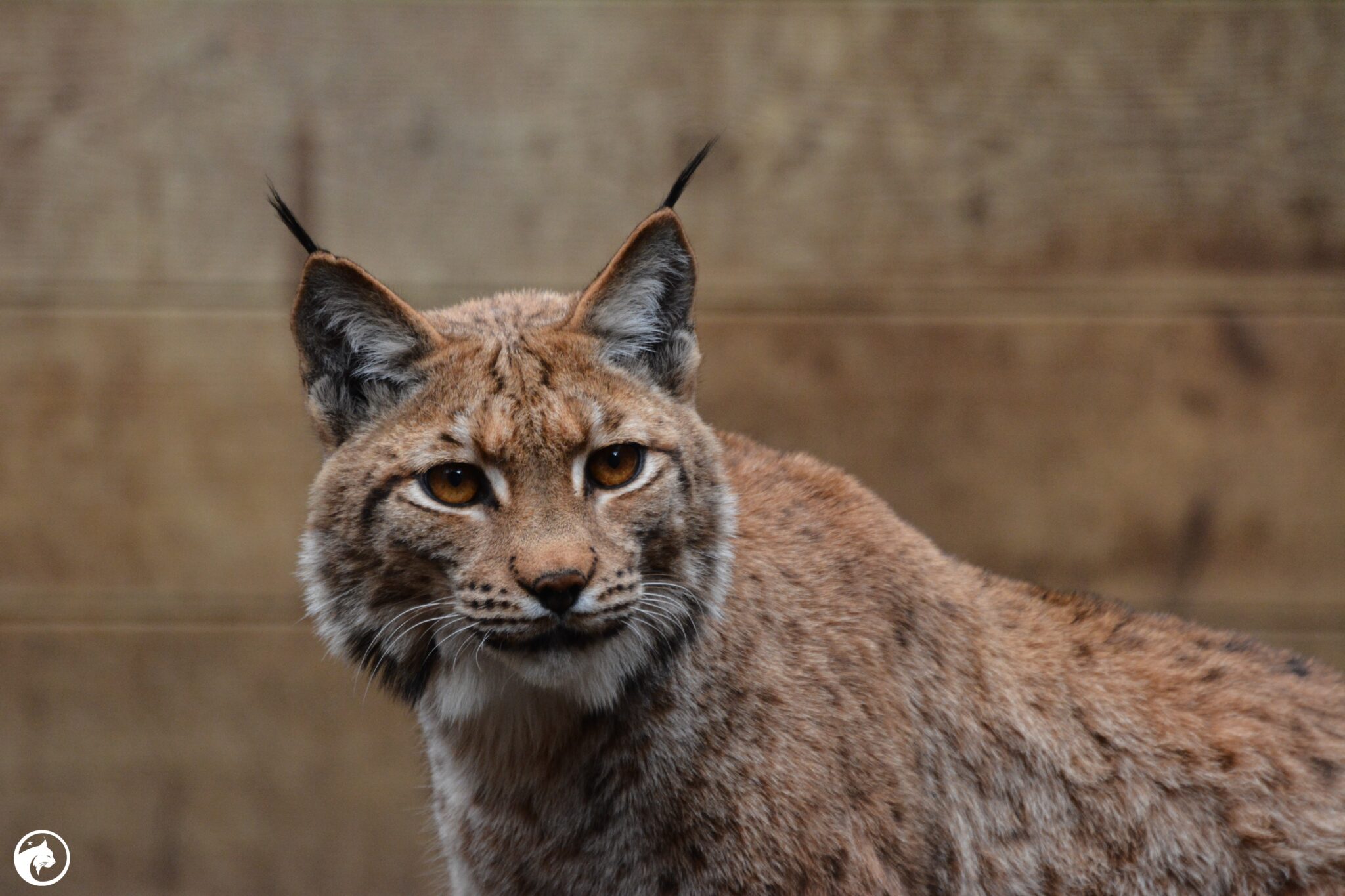 Actions de Conservation Lynx boréal – Centre Athénas